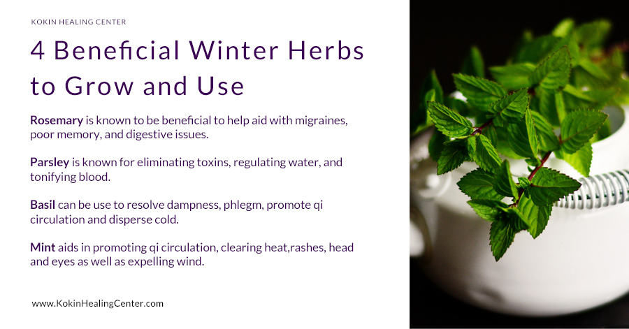 4 Beneficial Winter Herbs to Grow and Use! | Kokin Healing Center
