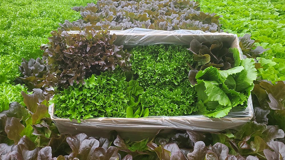 Assorted Living Lettuce | Great Lakes Growers