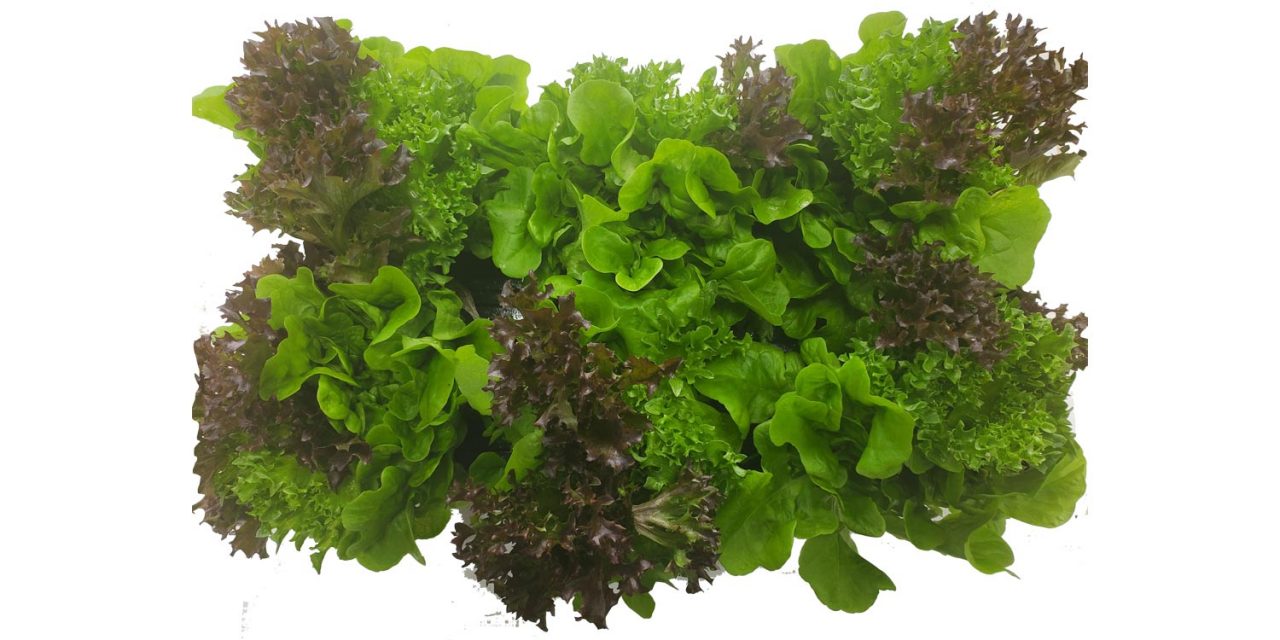Salad Trio Lettuce (DELIVERED) | Great Lakes Growers