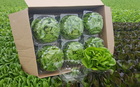 Online Ordering For Restaurants | Great Lakes Growers