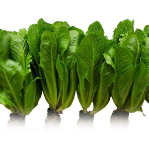 Delivery | Great Lakes Growers